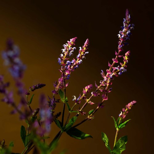 Rituals Savage Garden Private Collection Savage Garden Home Perfume ...